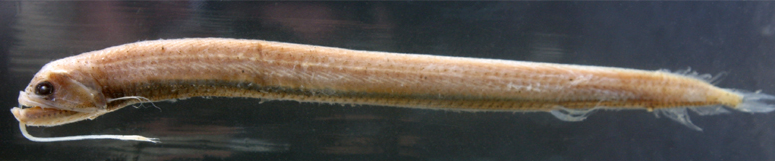 ANIMALES DE LA FOSA MARINA: Fosa de las Marianas