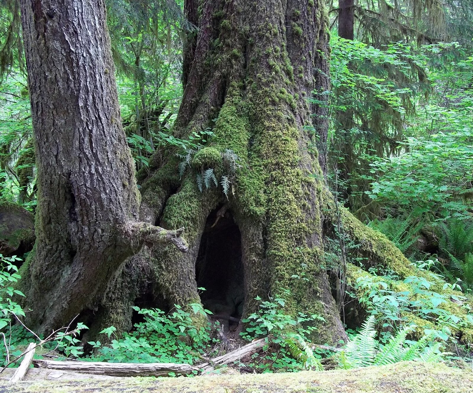 Traveling Aardvark: Keebler elf house?