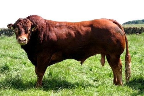 GAMBAR SAPI LIMOUSINE / SAPI LIMOSIN 5 | Sarang Sapi