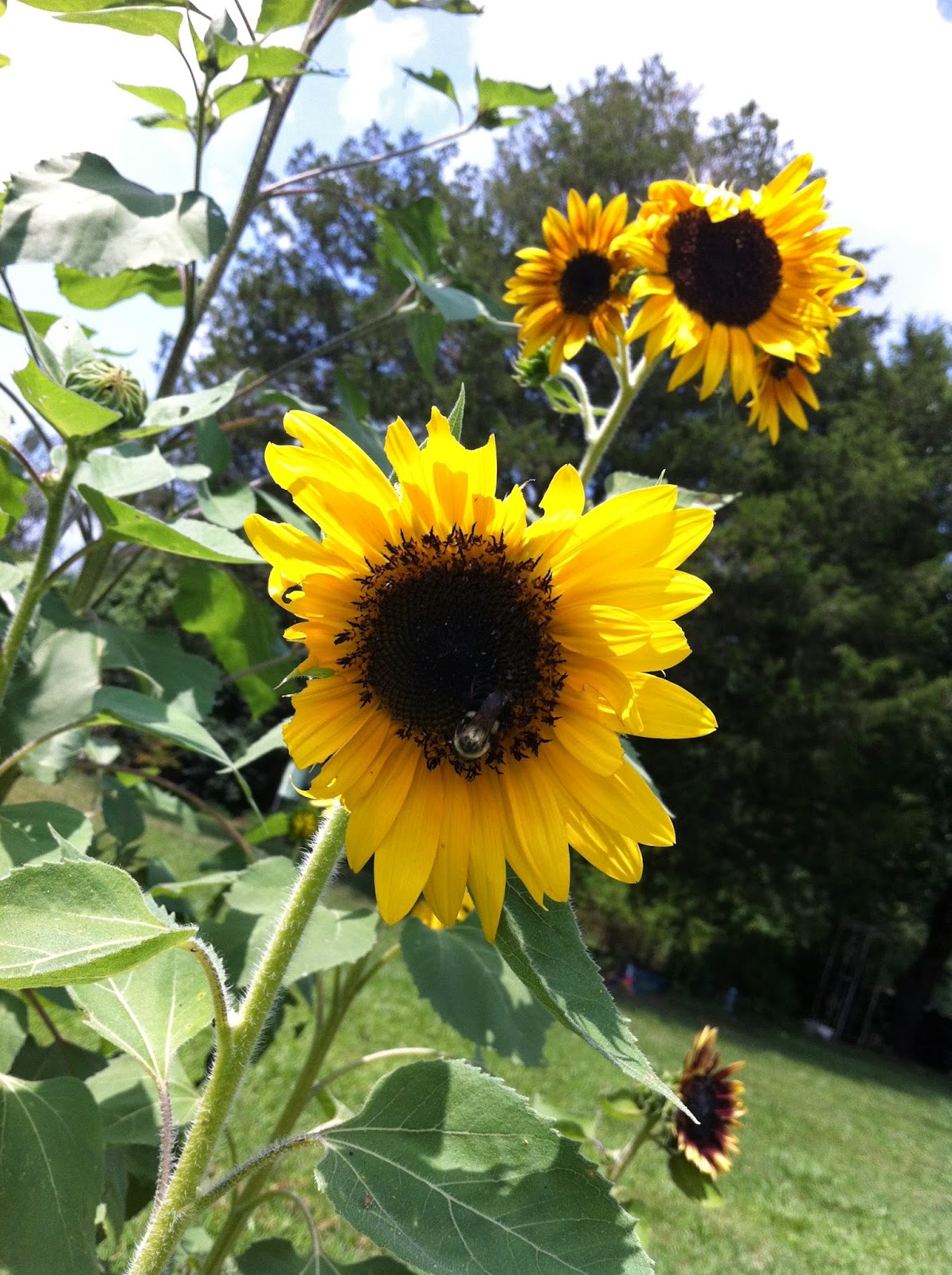 Tatum's Farm: Sunflowers in August