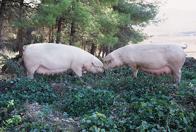 HAMS FROM SPAIN: IBERICO, SERRANO, TERUEL, BY ANTONIO MATA, GOURMET ...
