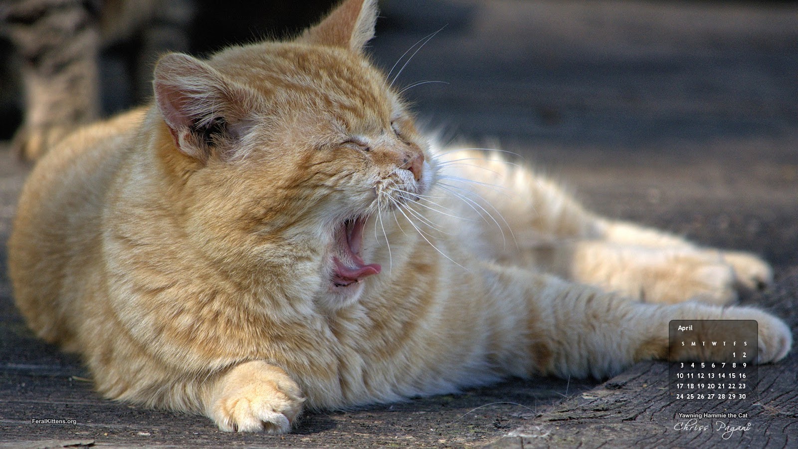 April Cat of the Month Wallpaper - animal world