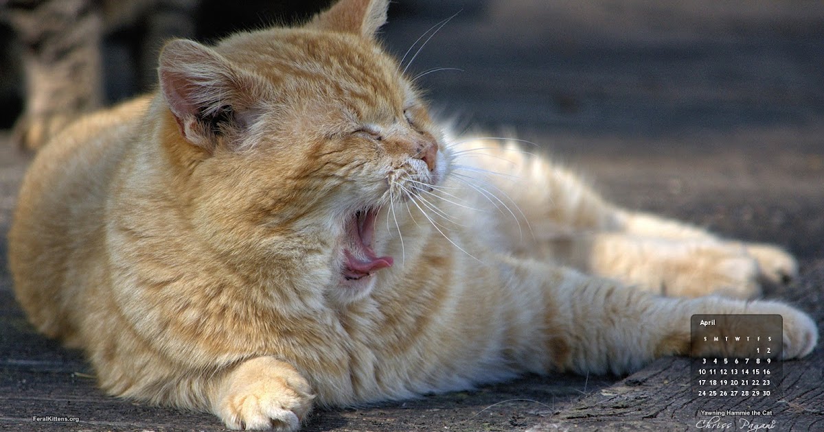 April Cat of the Month Wallpaper - animal world