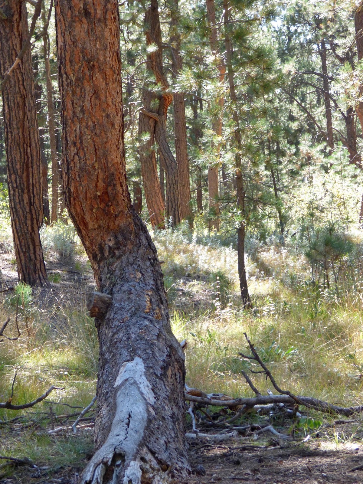 Otowi: Ute Prayer Trees (and a few other events) 9/19/15