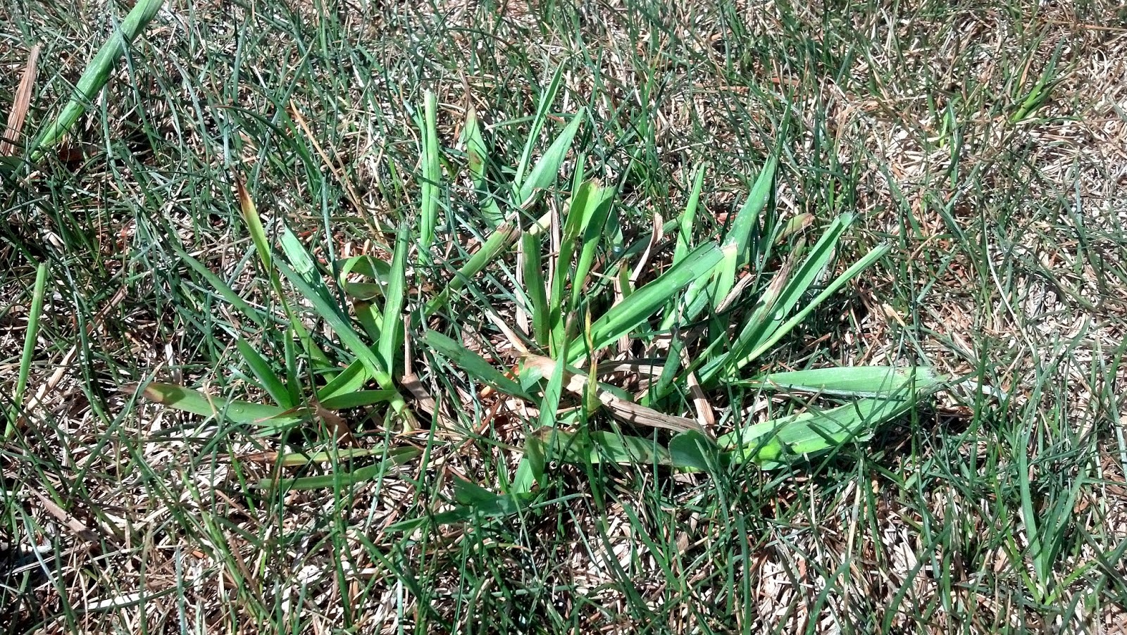 JeffCo Master Gardeners: Spring Lawn Management Checklist for Colorado ... JeffCo Master Gardeners: Spring Lawn Management Checklist for Colorado ...