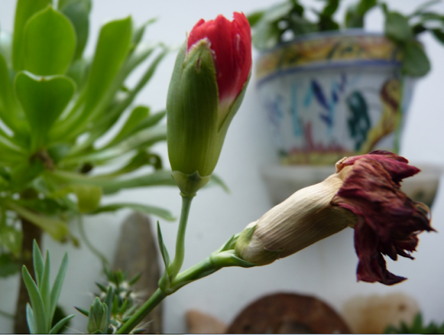 Ubrique en verde: El rojo clavel