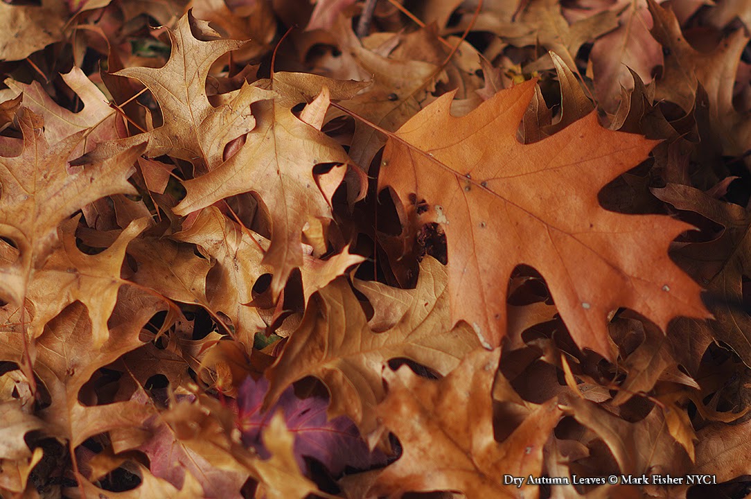 Mark Fisher American Photographer™: Dry Autumn Leaves • American ...