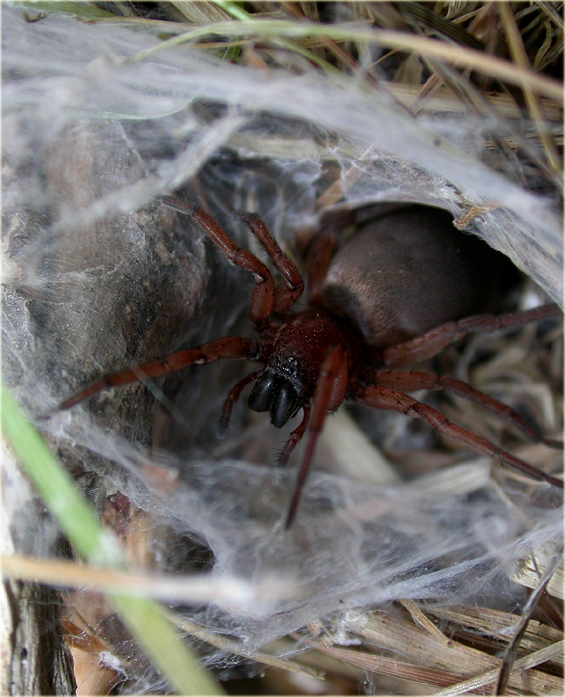 Arachnerds: Stone Spiders - Drassodes sp.