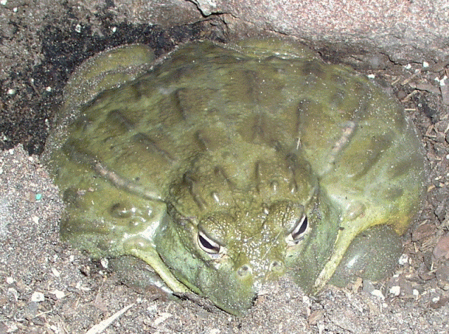 KATAK LEMBU ATAU KATAK BANTENG (BULLFROG) LOKASI JAKARTA : Bullfrog ...