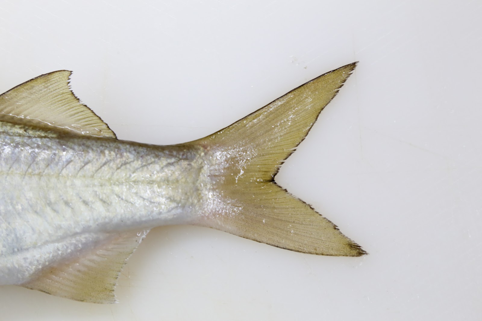 德先生魚筆記: 六指多指馬鮁