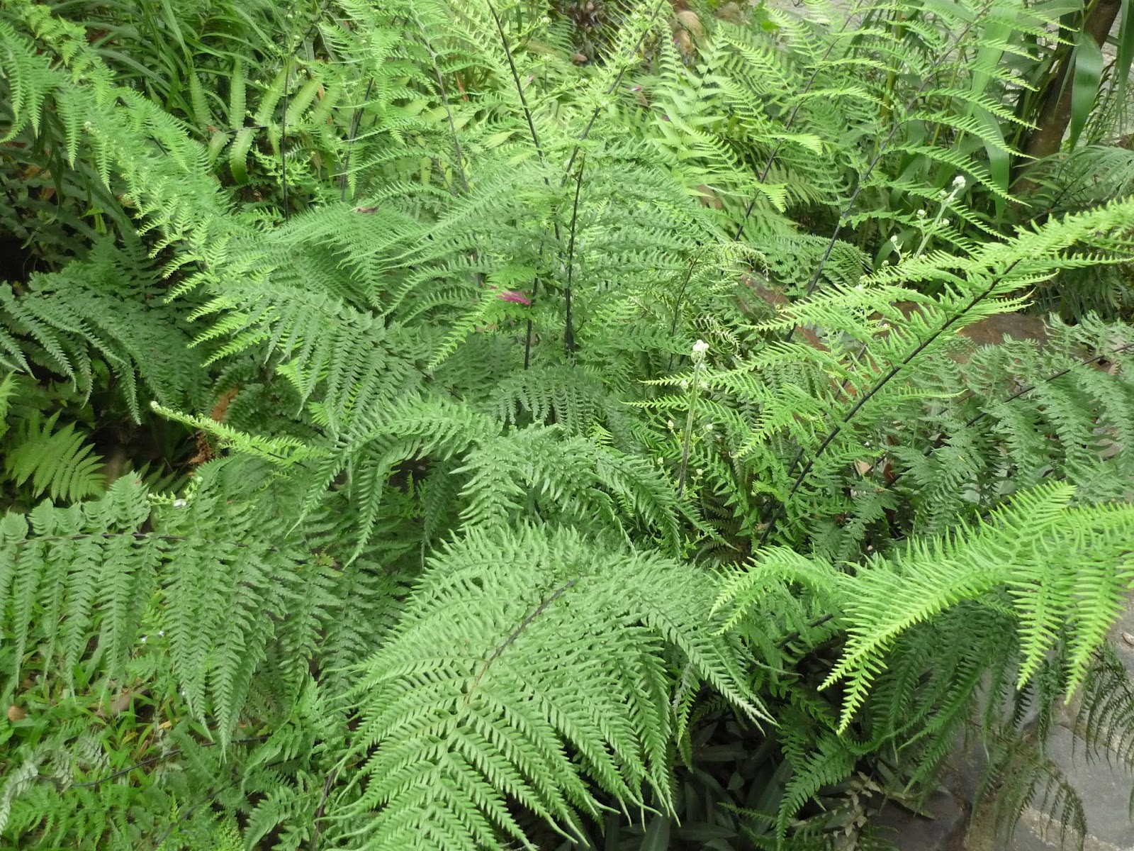 Cây Cẩu tích (Kim mao cẩu tích, Lông cu li) ~ Vườn cảnh