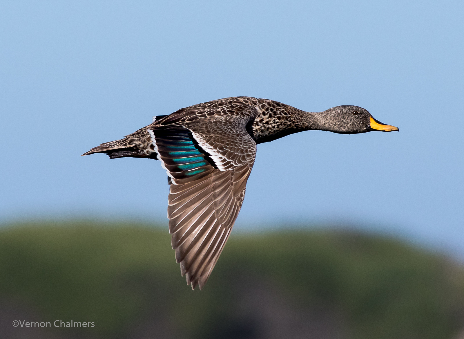Vernon Chalmers Photography: Fast Flying Duck - Woodbridge Island, Cape ...