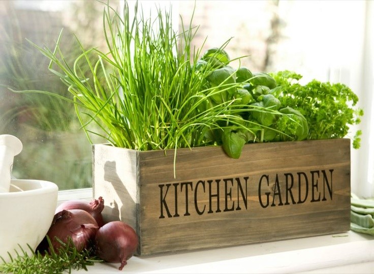 PUTRA GARDEN BALI: 7 Jenis Tanaman Dapur Yang Mudah Ditanam Di Pot Atau ... PUTRA GARDEN BALI: 7 Jenis Tanaman Dapur Yang Mudah Ditanam Di Pot Atau ...