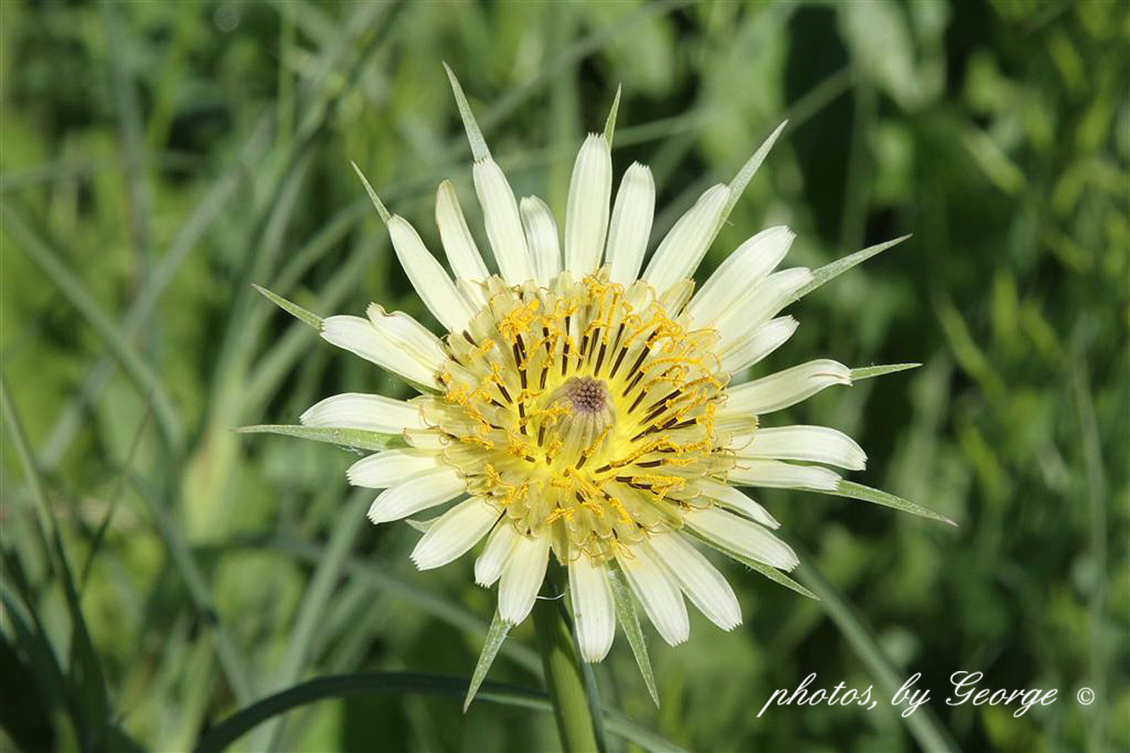 "What's Blooming Now" : Yellow Goatsbeard, Yellow Salsify (Tragopogon ...