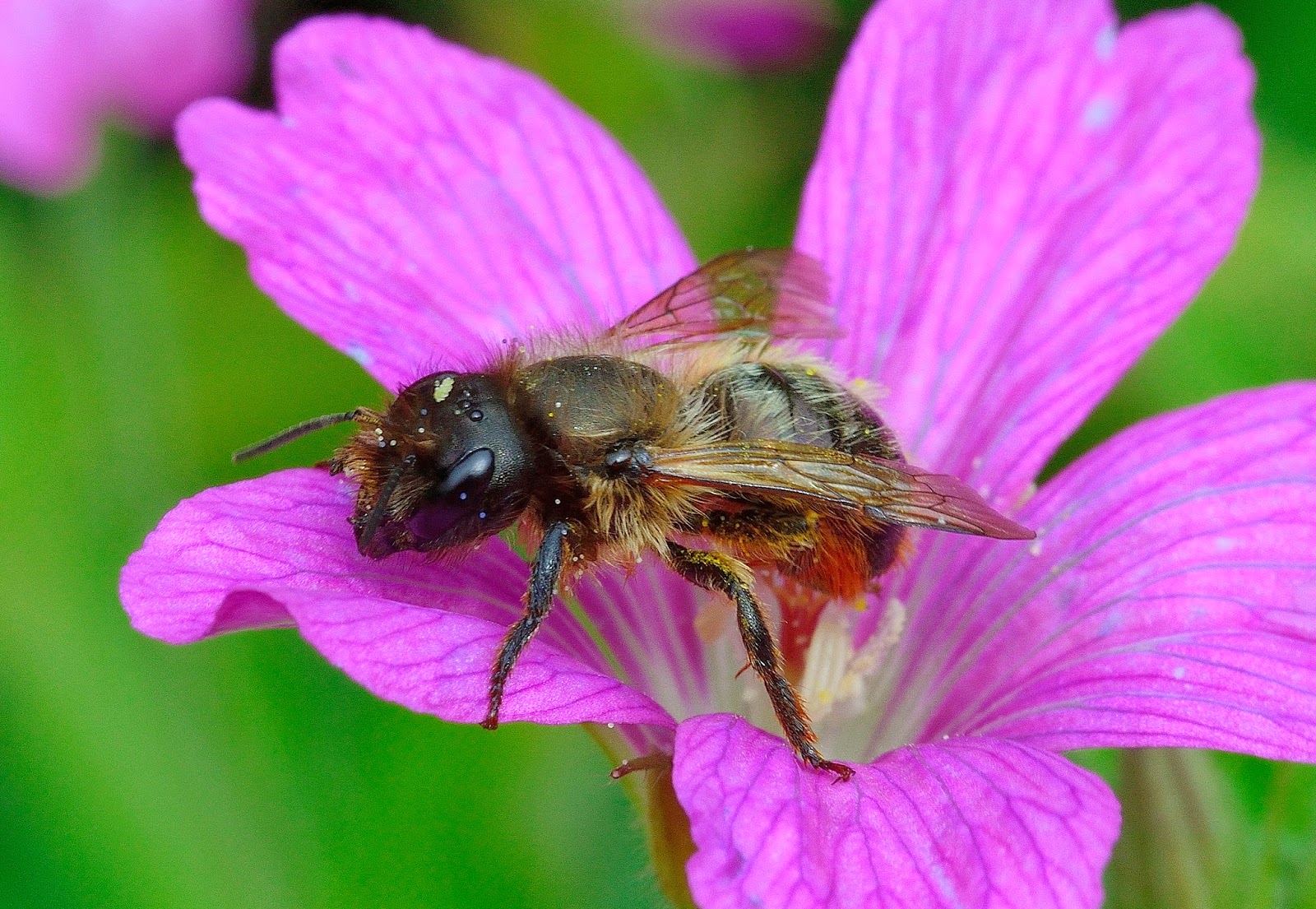 Wight Bumblees: The Red Mason Bee.