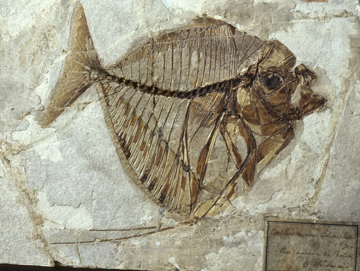 geoitaliani: Giovanni Arduino. Il geologo che "inventò" le ere