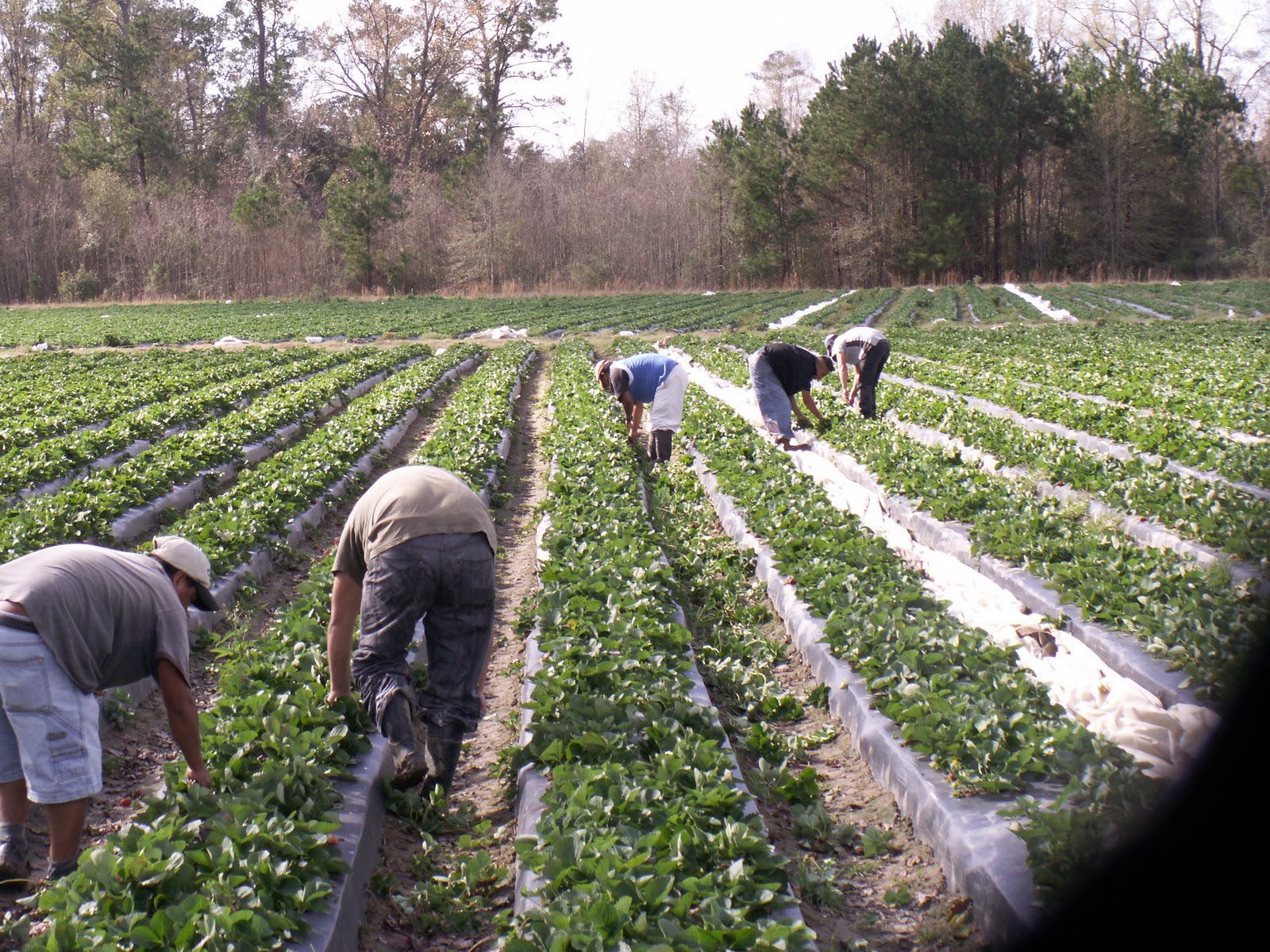 Our Farm Update: Visiting Farms in South Louisiana, Dec. 2011