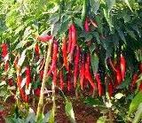 Agroteknologi: CARA MENANAM CABE DAN BUDIDAYA CABE