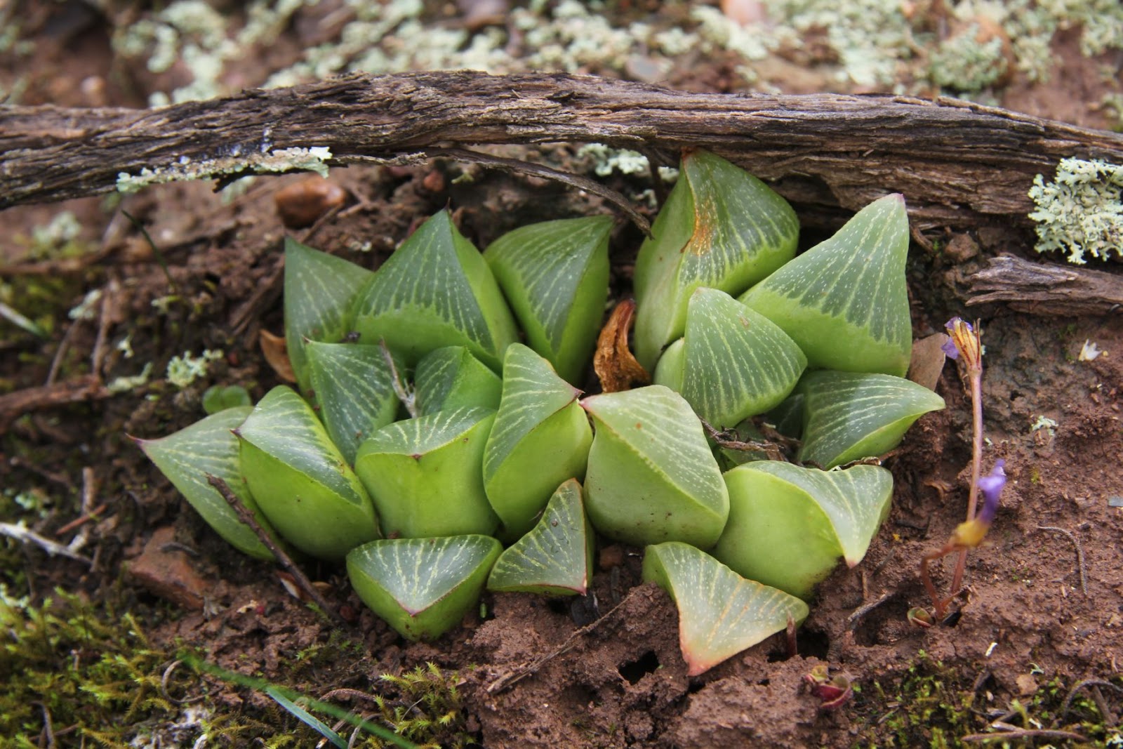 Haworthia retusa - Alchetron, The Free Social Encyclopedia