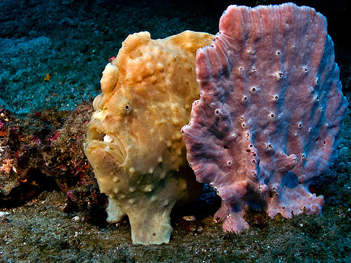 Life of Frogfish | Life of Sea