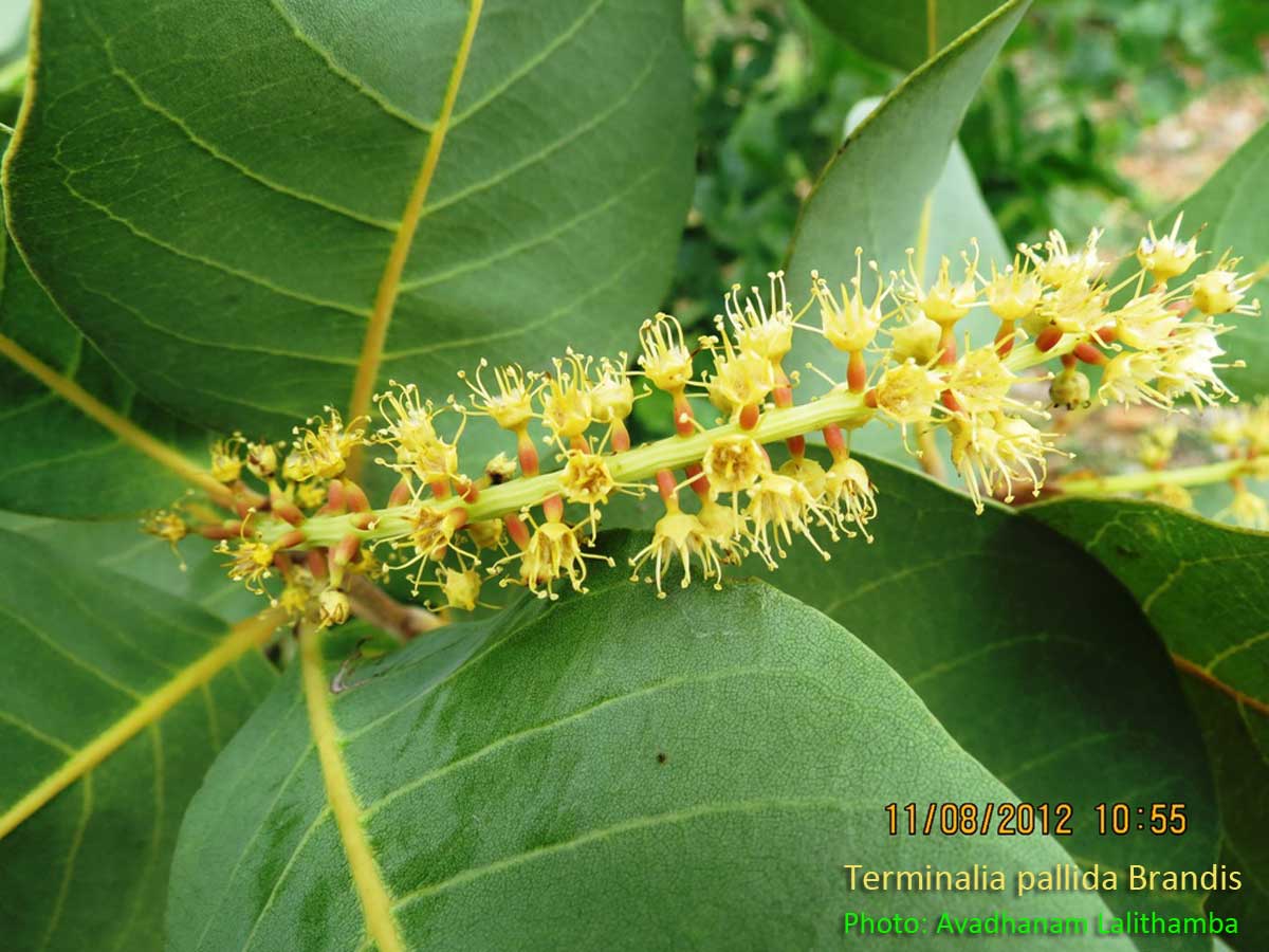 Medicinal Plants: Terminalia pallida, tella karakkaya