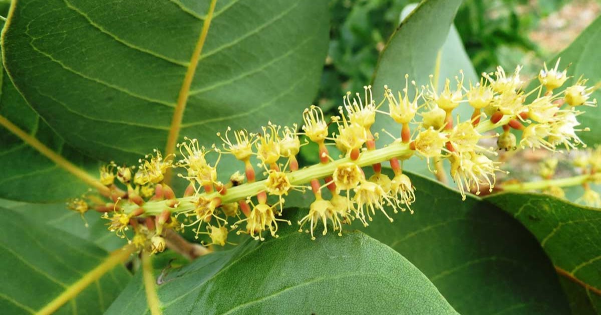 Medicinal Plants: Terminalia pallida, tella karakkaya