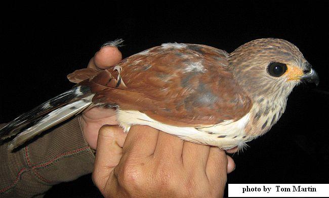 Informasi Tentang Elang Alap Ekor Totol | Burung Gue