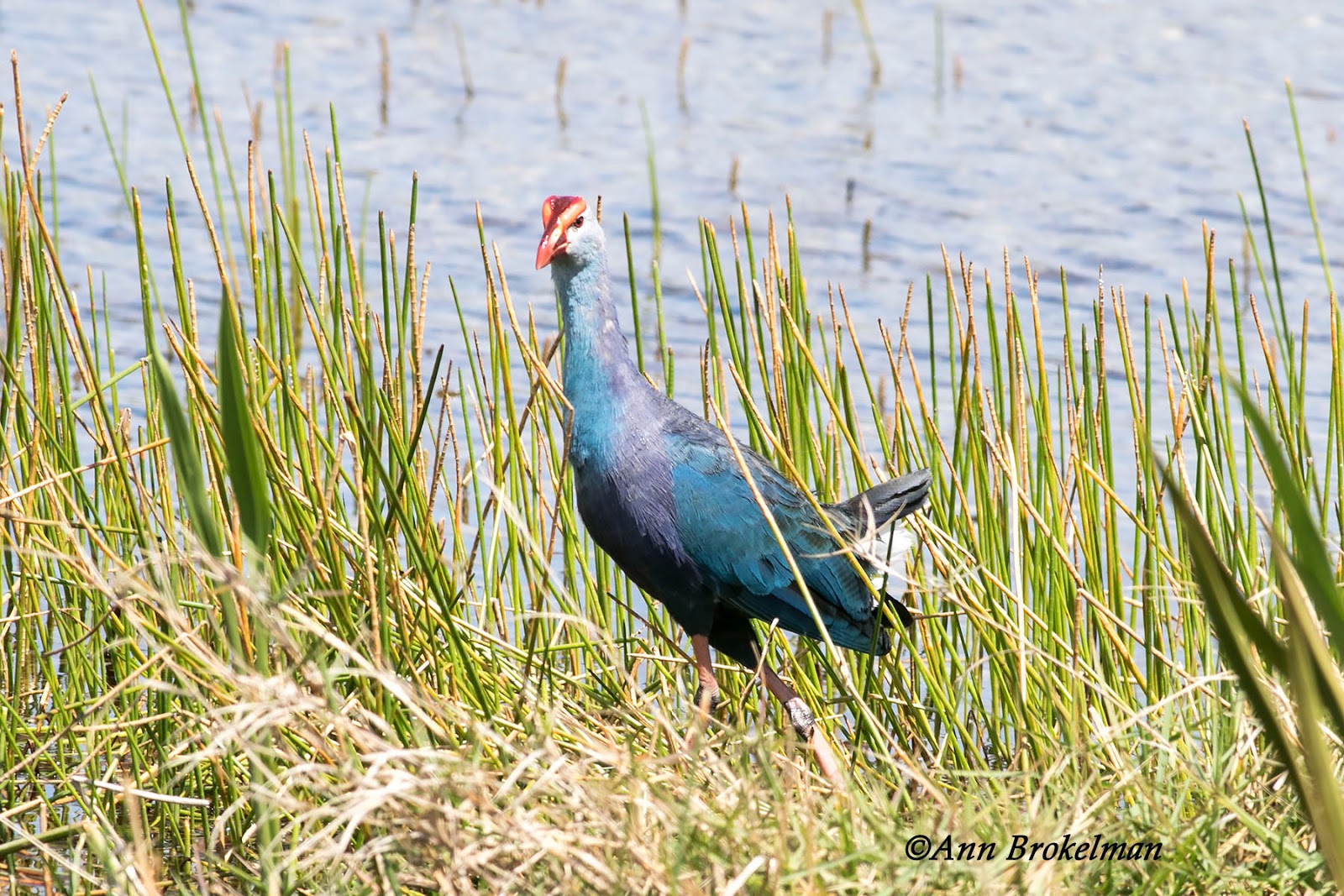 Ann Brokelman Photography: Swamp Hens in Florida