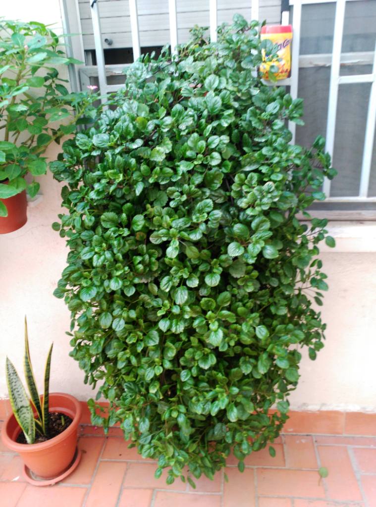 Huerto Casero de Quiquet: Planta del dinero o del dolar