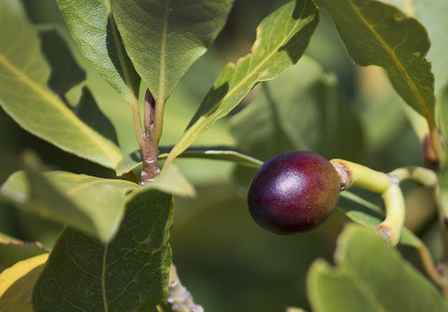 Espacios Plurales: Las bayas o frutos del laurel en cosmética y sanidad