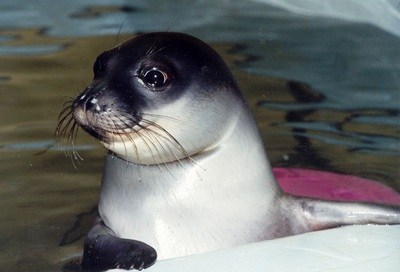 ΣΧΟΛΙΚΗ ΑΤΖΕΝΤΑ(ο μικρόκοσμος μιας τάξης): "Η ΦΩΚΙΑ ΣΟΝΙΑ ΑΝΑΛΑΜΒΑΝΕΙ ...