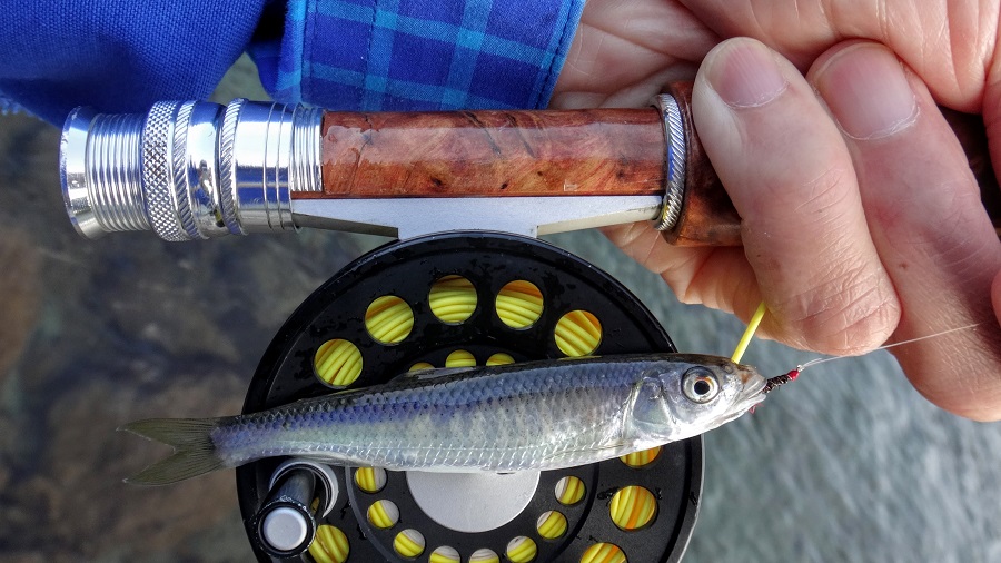 It's Tokyo Style: Oikawa / Pale chub fishing on fly