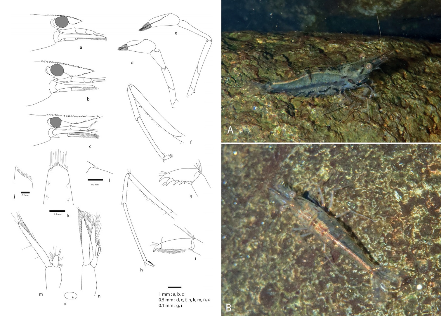 Species New to Science: [Crustacea • 2018] Caridina variabilirostris ...