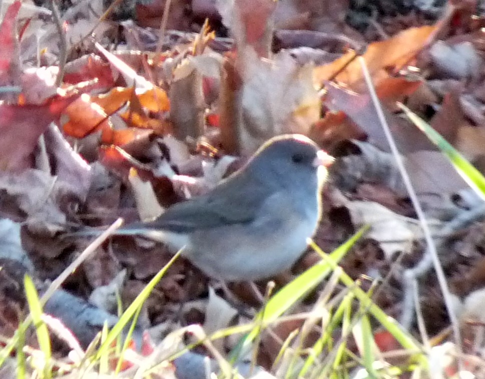 The Greenbelt: March birds