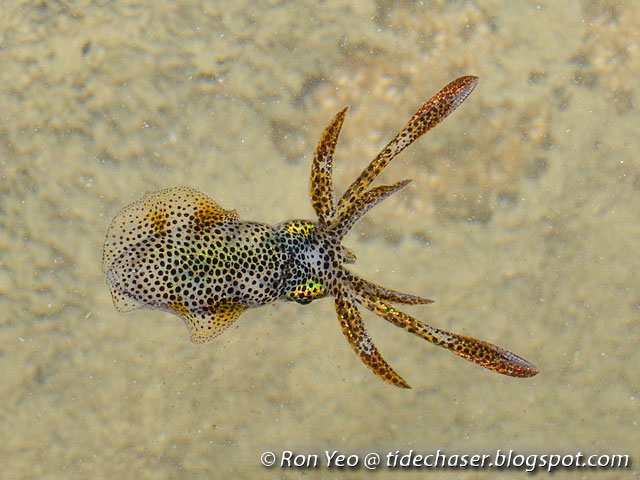 tHE tiDE cHAsER: Cephalopods (Phyllum Mollusca: Class Cephalopoda) of ...