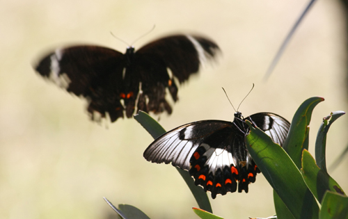 Toowoomba Plants: Local Plants for Local Butterflies