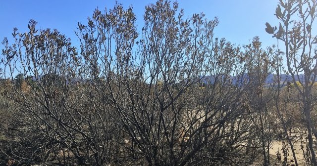 THE VIEW FROM MY CAMERA: California Brush