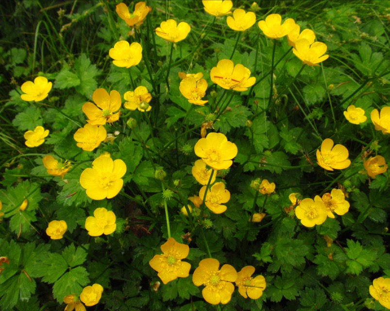 Plant Database: Ranunculus repens