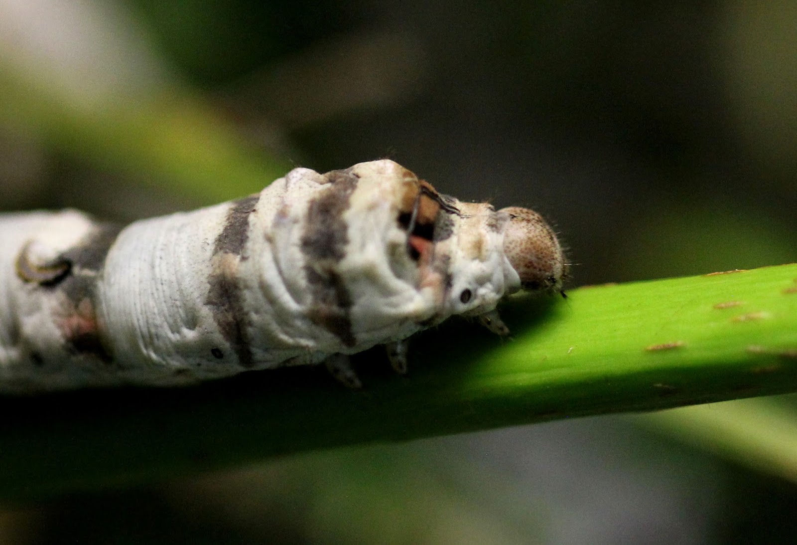 Amazing Silkworms: Anatomy of the Silkworm Larva (Part 2)