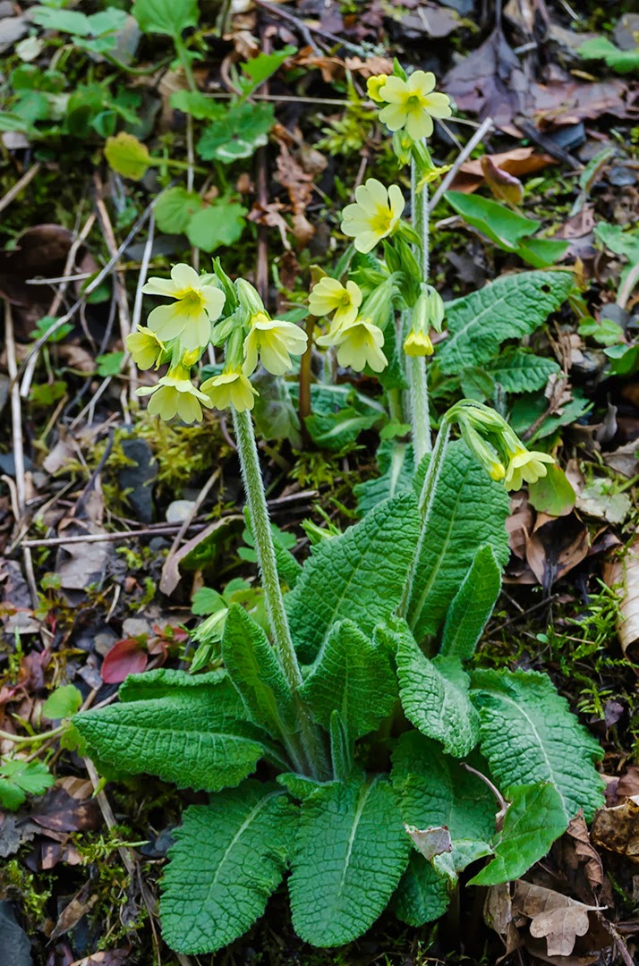 Flores y Paisajes de Asturias : Primula elatior
