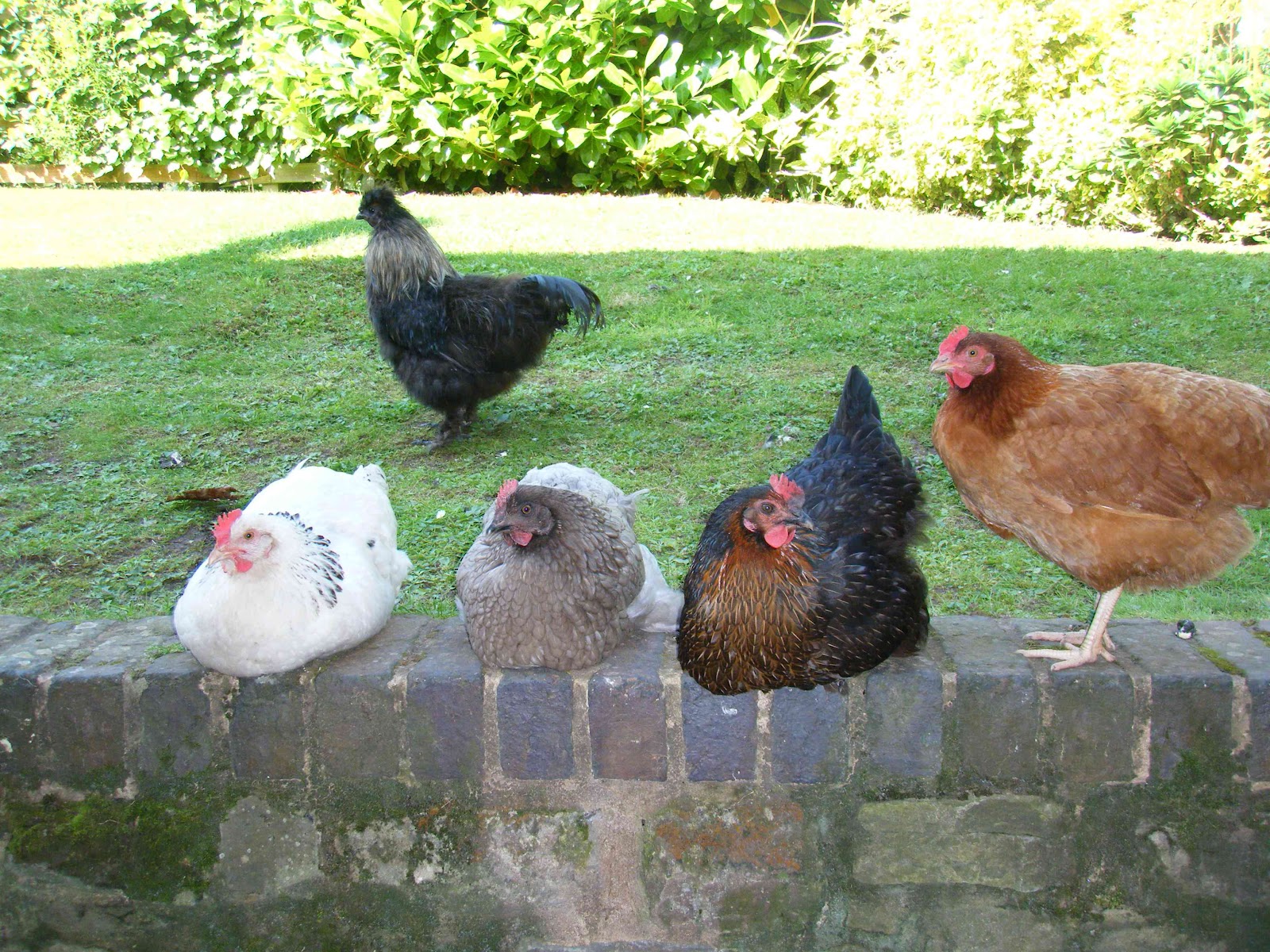 Discombobulated Del: The Birds