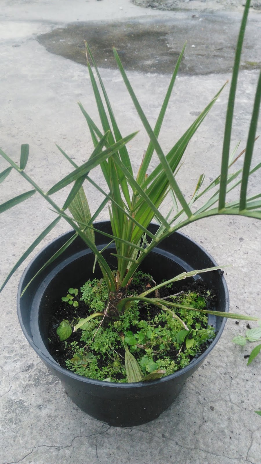 Friend Blogger: tanaman kurma ditanam di pot