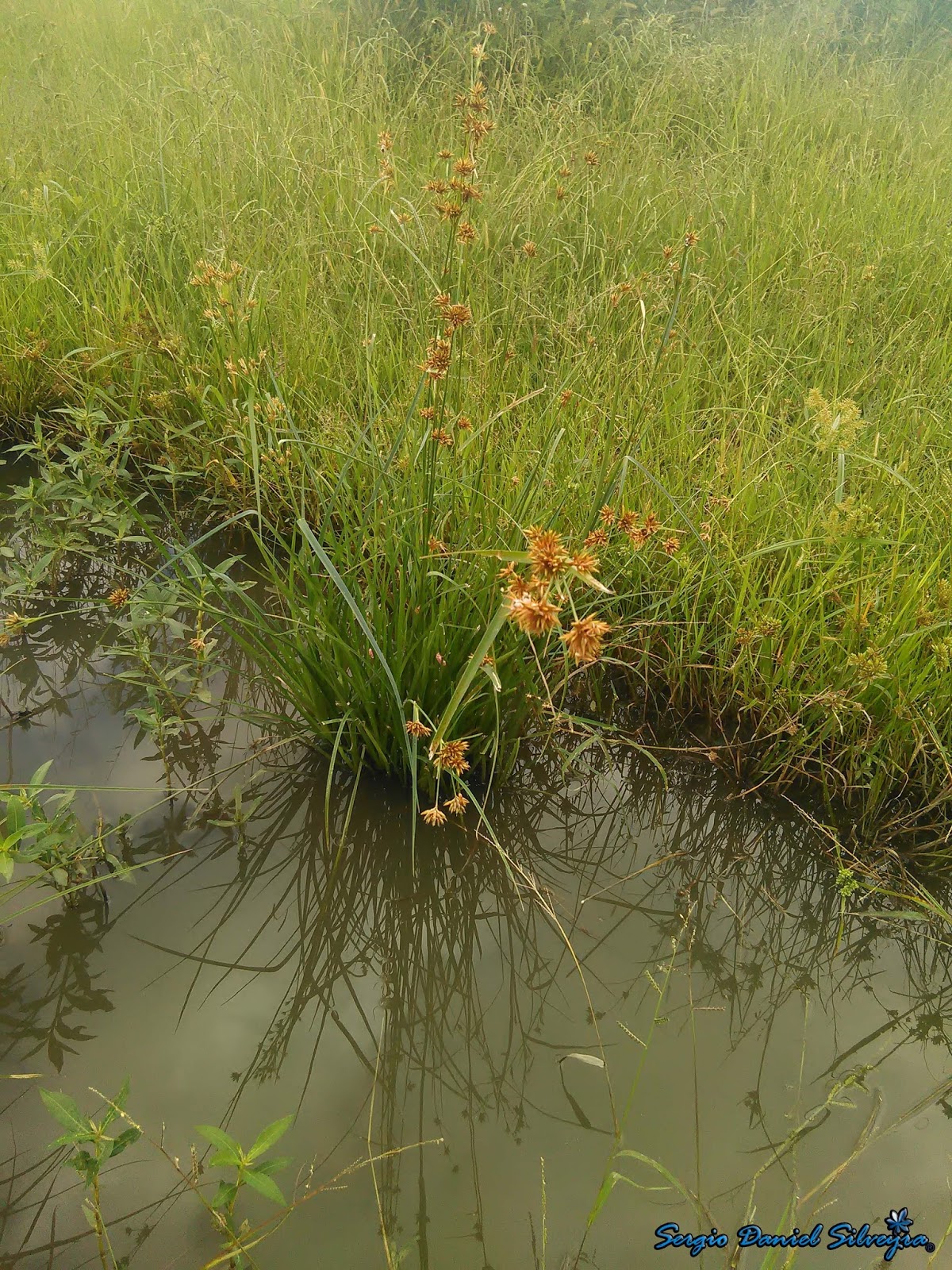 Flora Nativa de Entre Rios