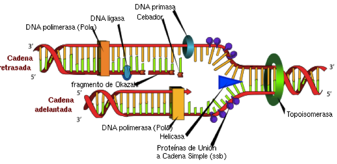 Portafolio Biología: Replicación