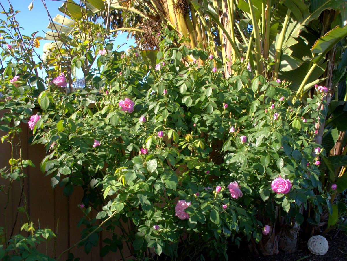 Organic Garden Dreams: March Roses