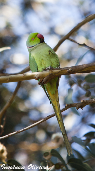 Birds of Portugal: Periquito-rabijunco / Ring-necked Parakeet ...