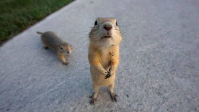 War News Updates: U.S. Military Spending Millions To Protect Gophers ...
