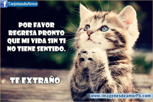 Te extraño gatitos - Imagui