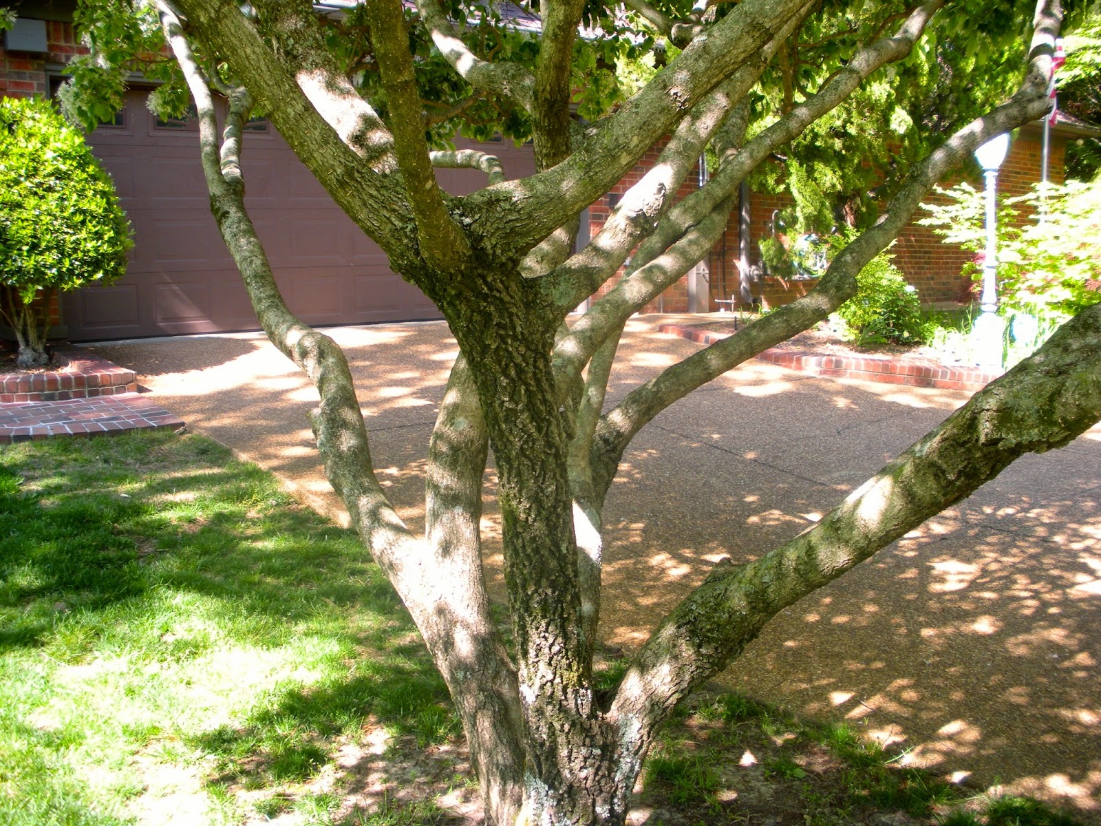 Memphis Trees: Eye catching trees