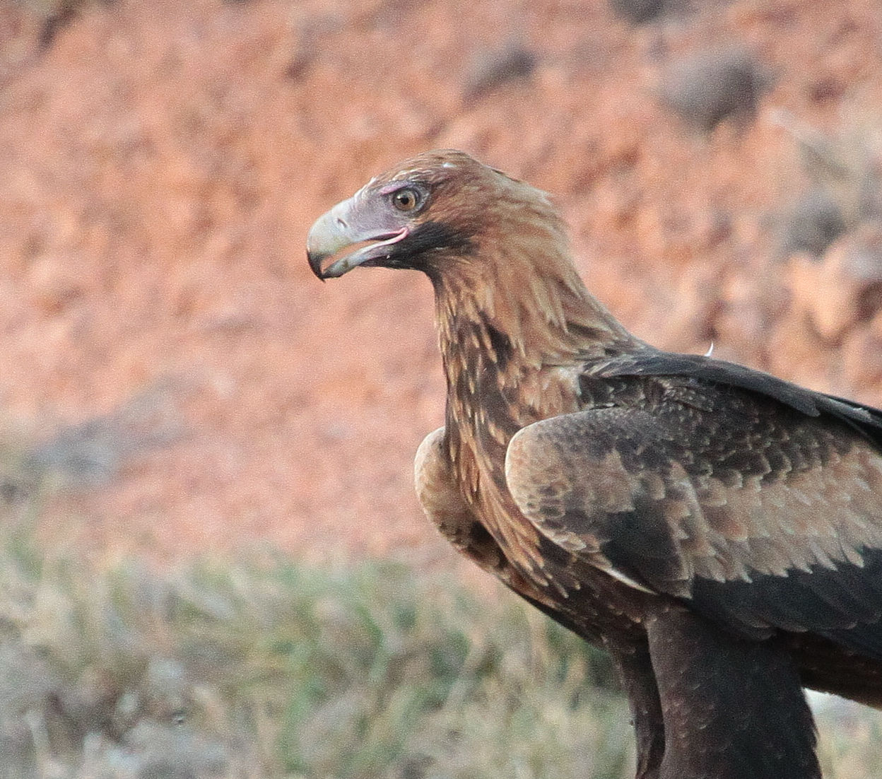Richard Waring's Birds of Australia: A Wedge-tailed Eagle in the late ...